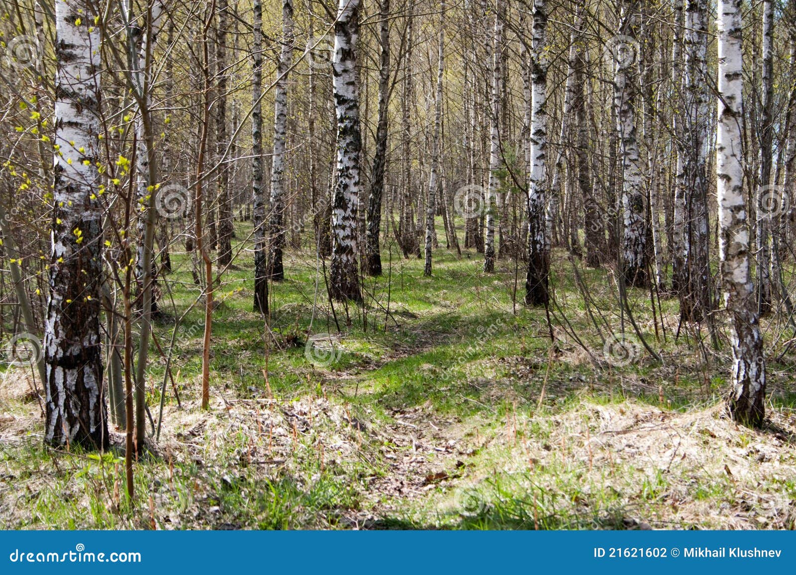 Spring Birch Grove stock photo. Image of birch, black - 21621602