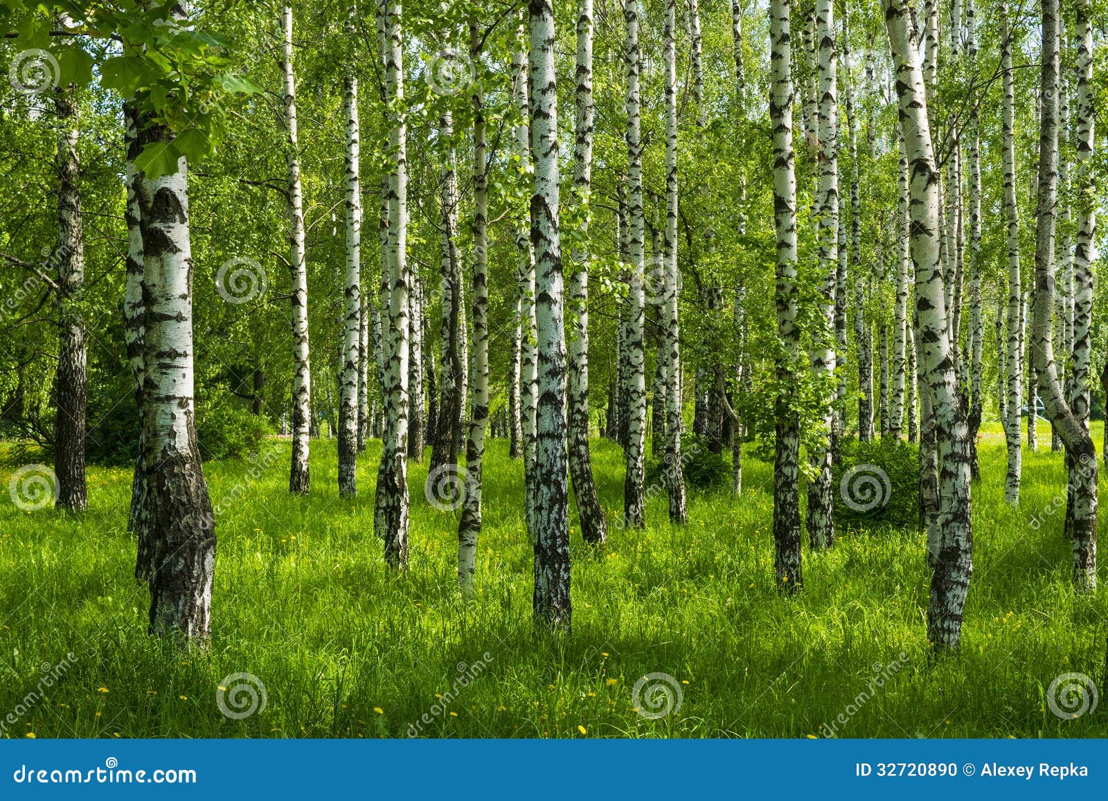 Spring birch grove stock photo. Image of nature, beauty - 32720890