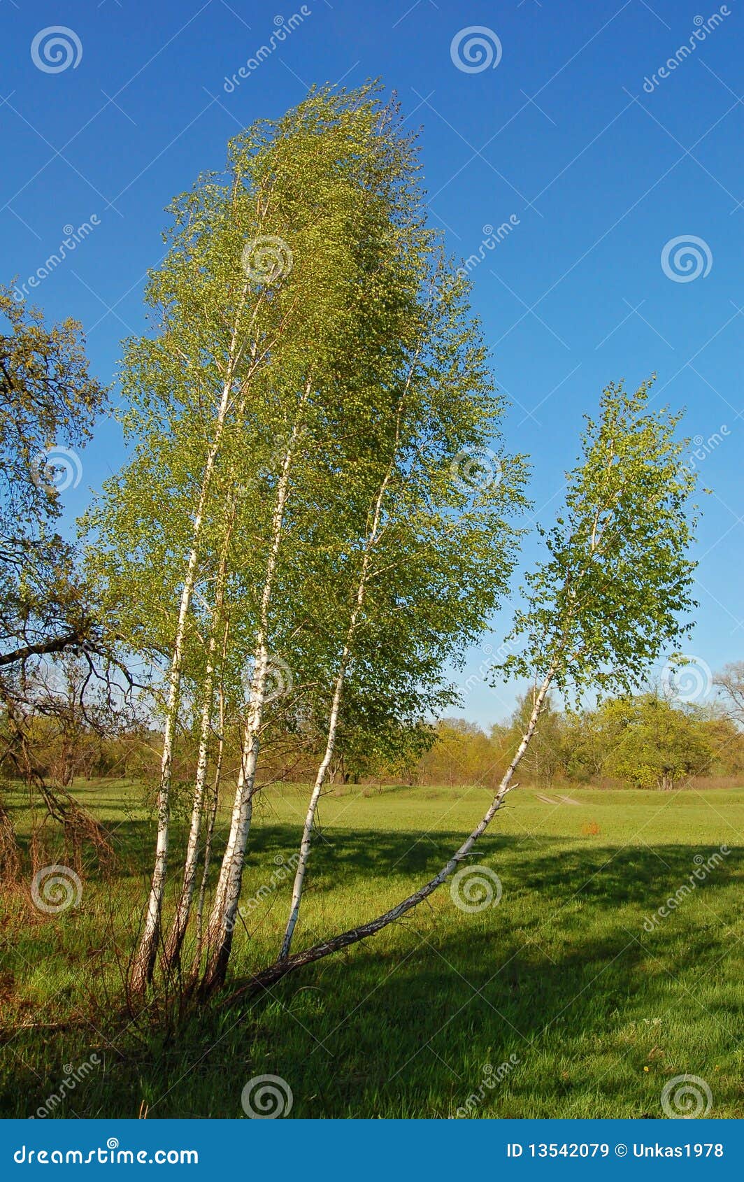 Spring birch tree stock image. Image of meadow, green - 13542079