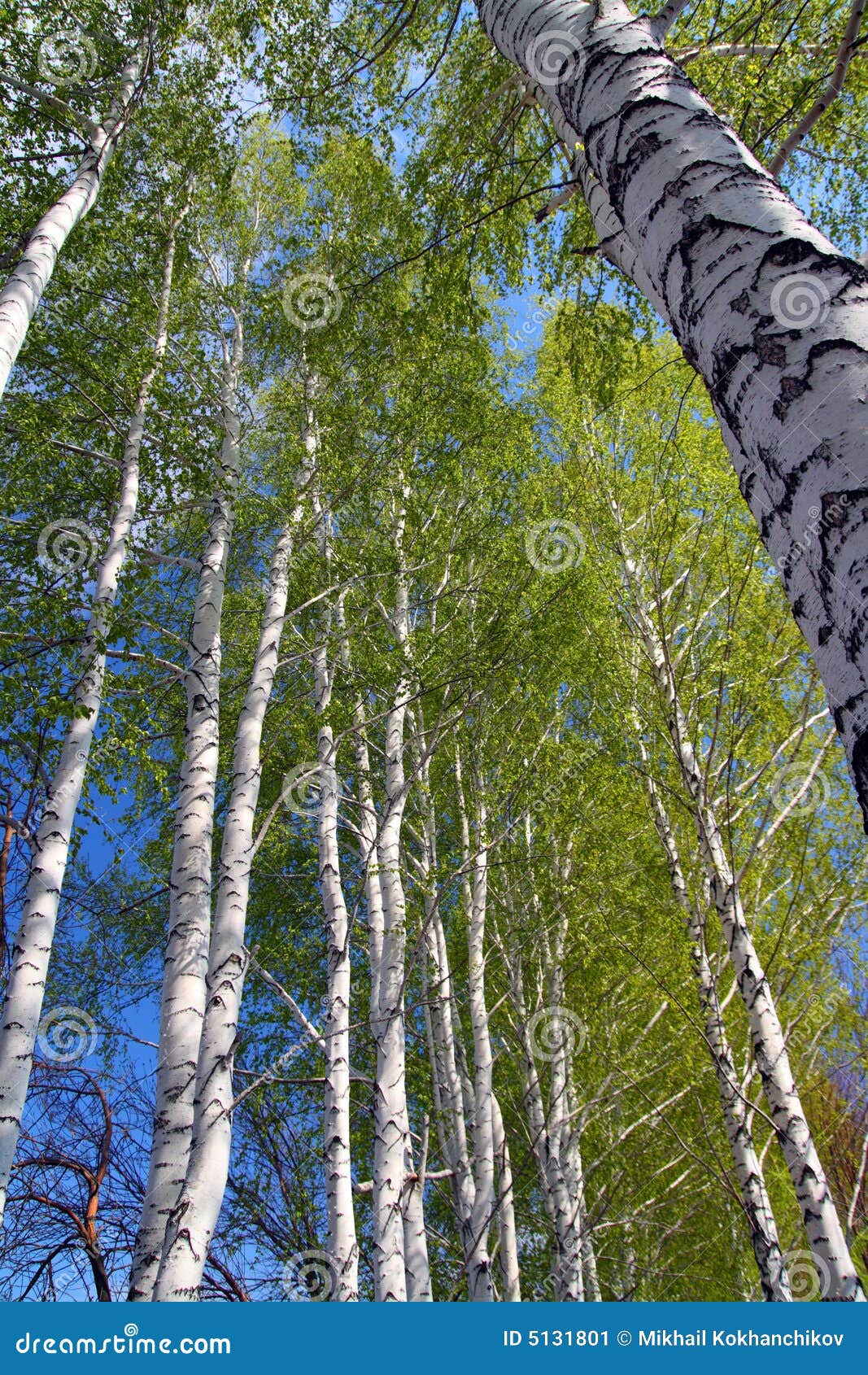 Spring in birch tree woods stock image. Image of woods - 5131801