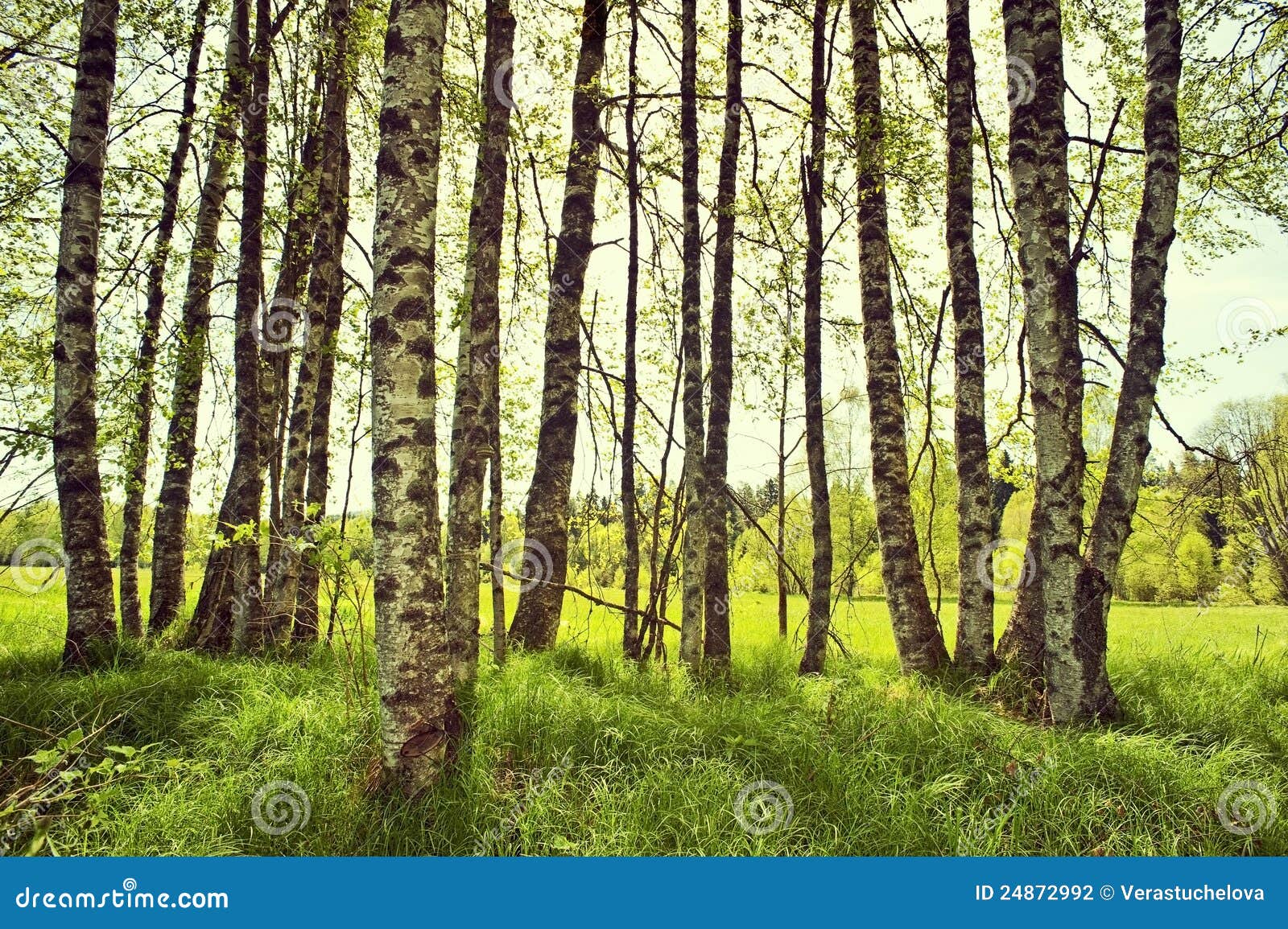 Spring birch trees stock photo. Image of grove, color - 24872992