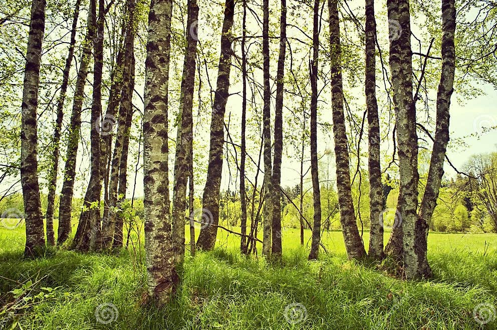 Spring birch trees stock photo. Image of grove, color - 24872992