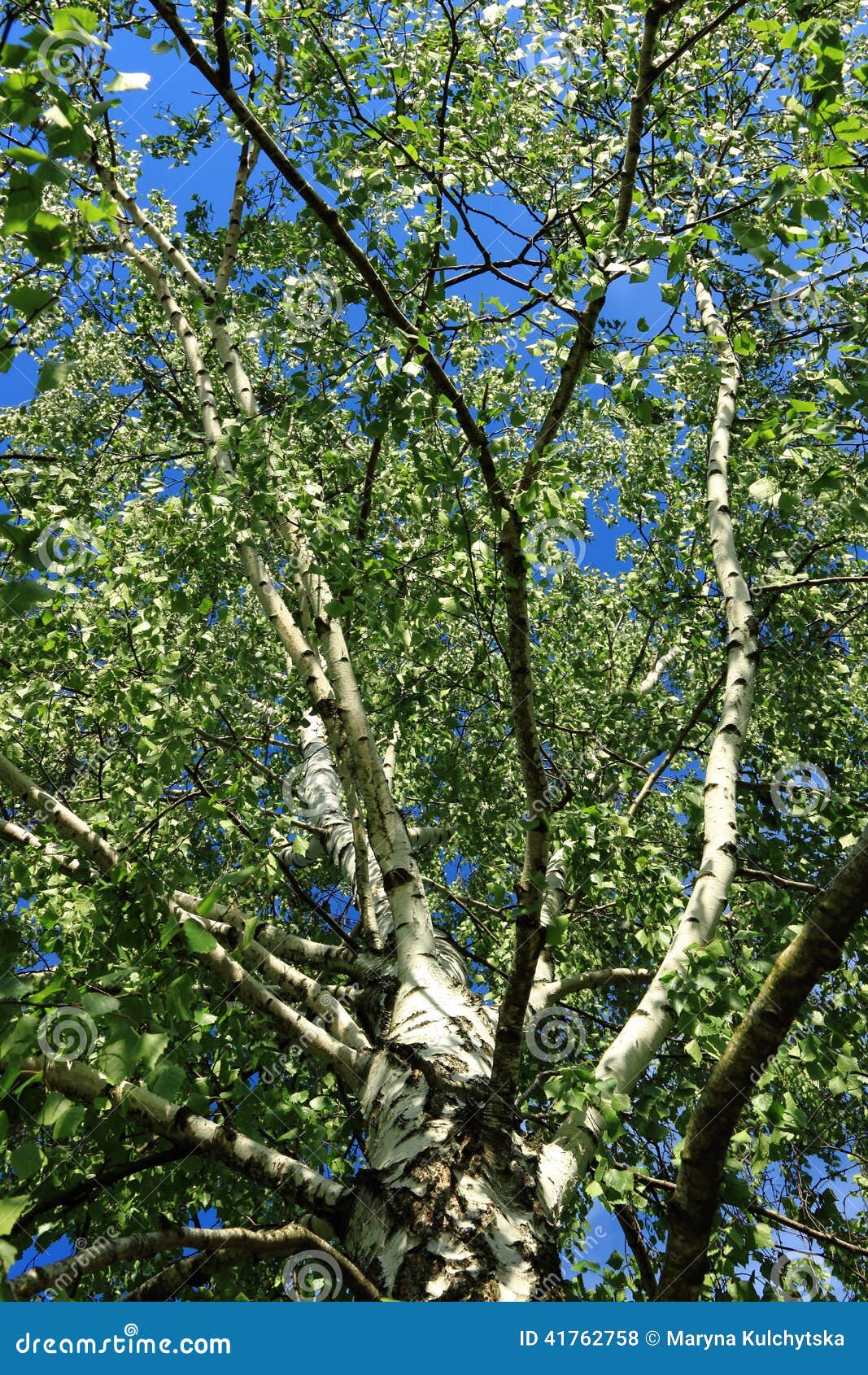 Spring birch trees stock photo. Image of birch, plant - 41762758