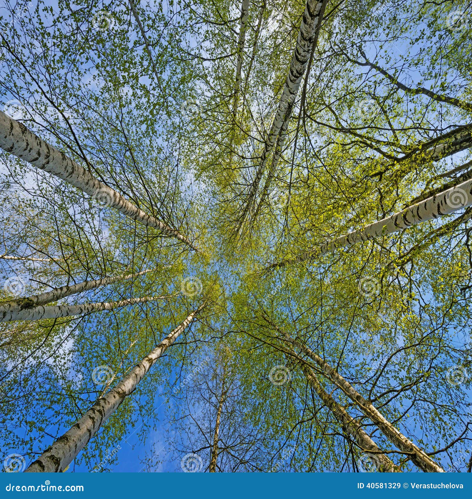 Spring birch trees stock image. Image of leaf, park, high - 40581329