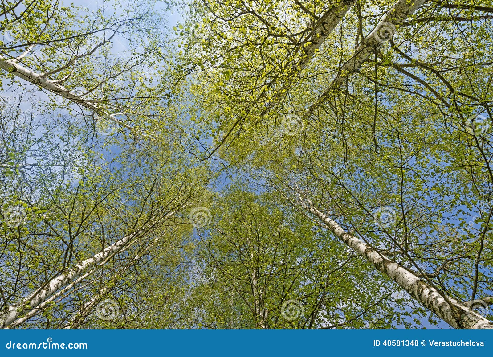 Spring birch trees stock photo. Image of nature, park - 40581348