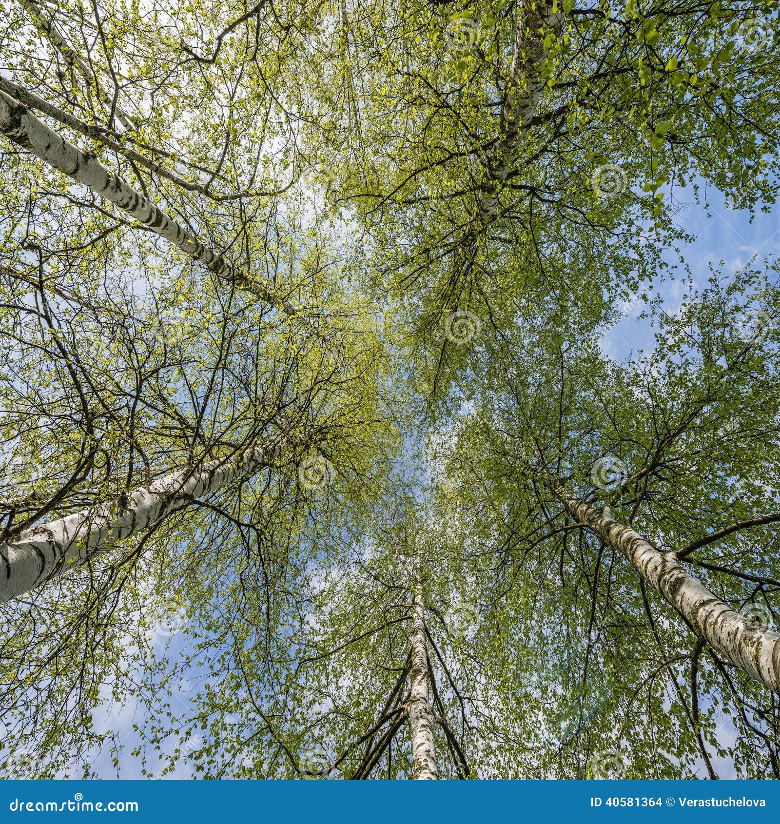 Spring birch trees stock photo. Image of brightly, birch - 40581364