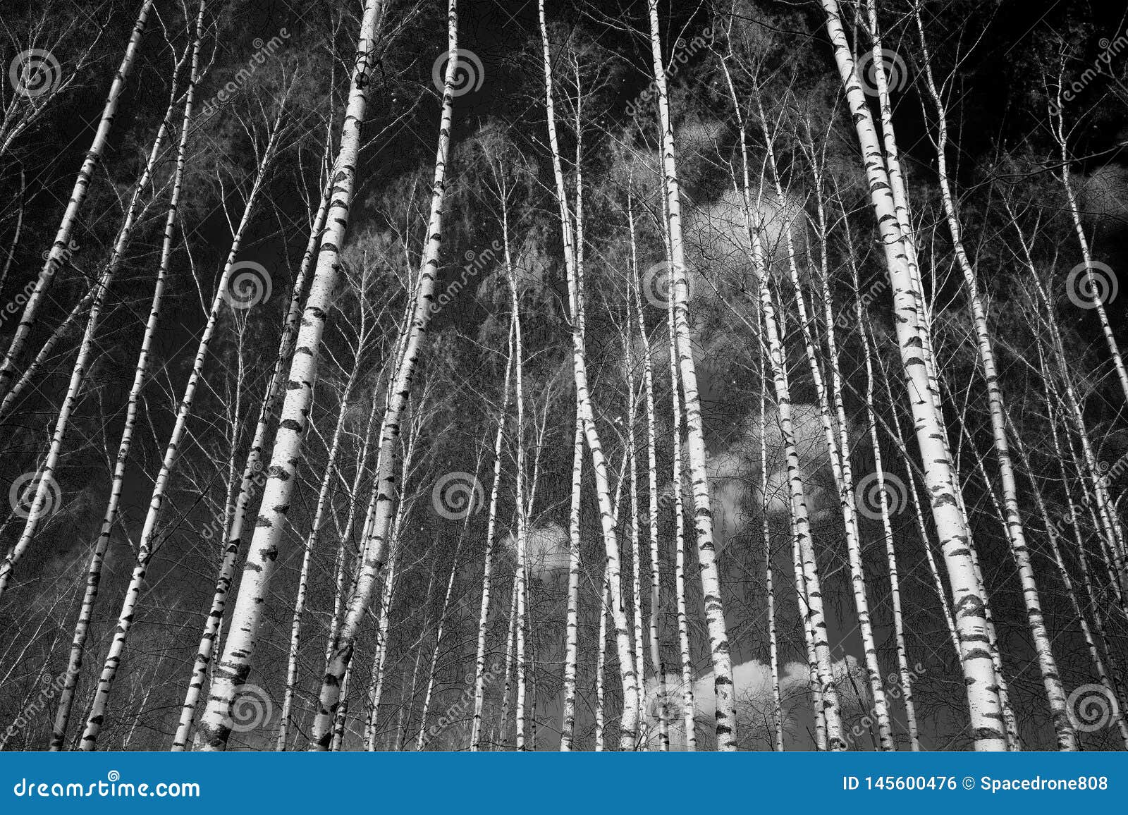 Spring Birch Trees in the Forest Nature Background Stock Photo - Image ...