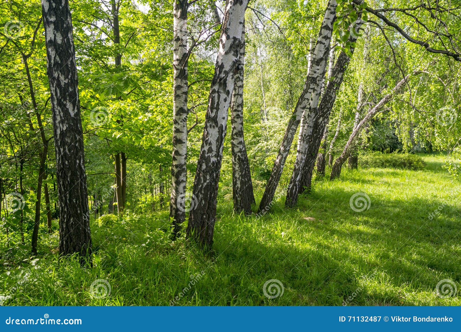 Spring Birch Trees in the Park Stock Image - Image of plant, trunk ...