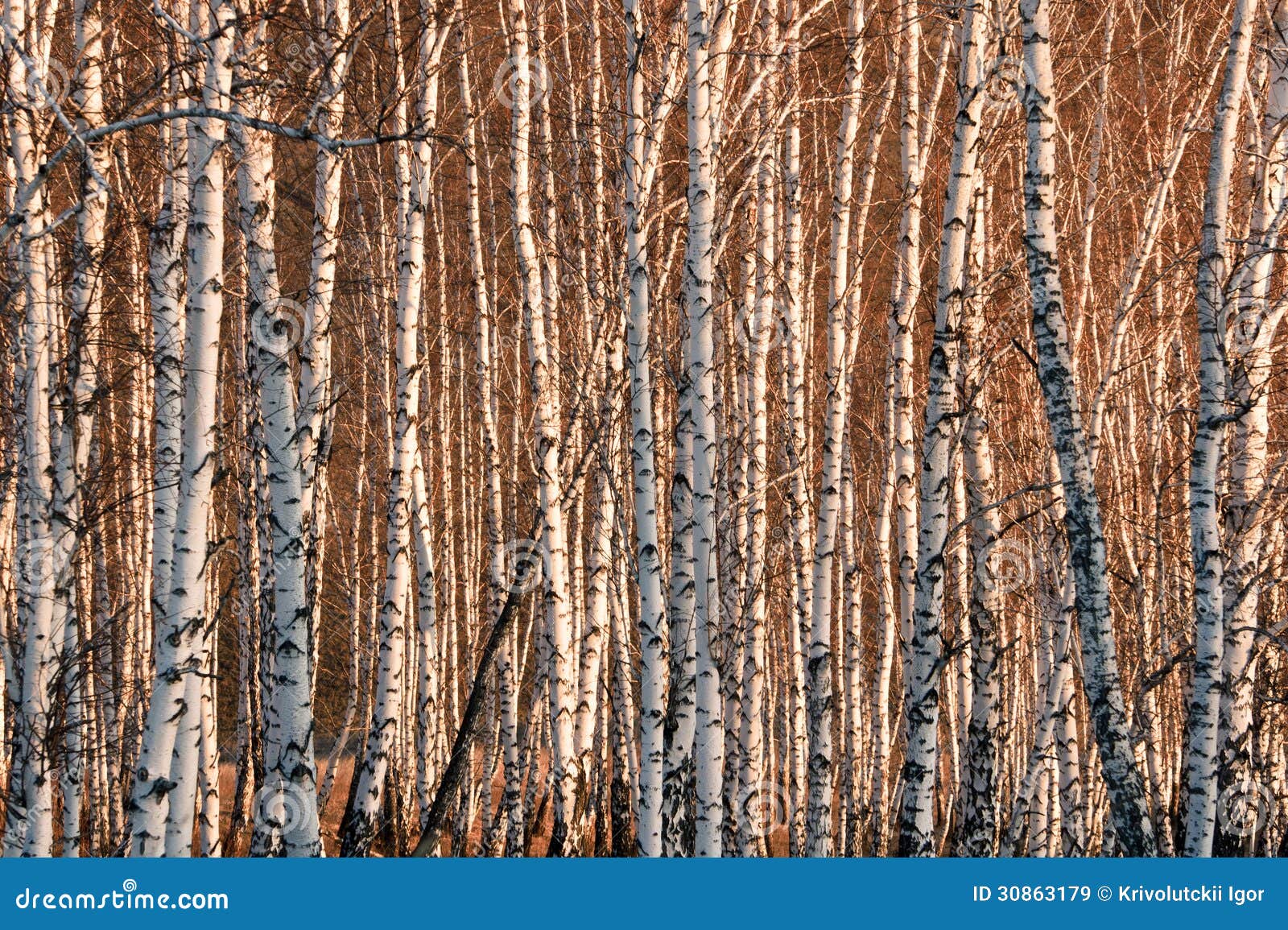 Spring Birch Trees in Sunlight Stock Image - Image of tranquil, beauty ...