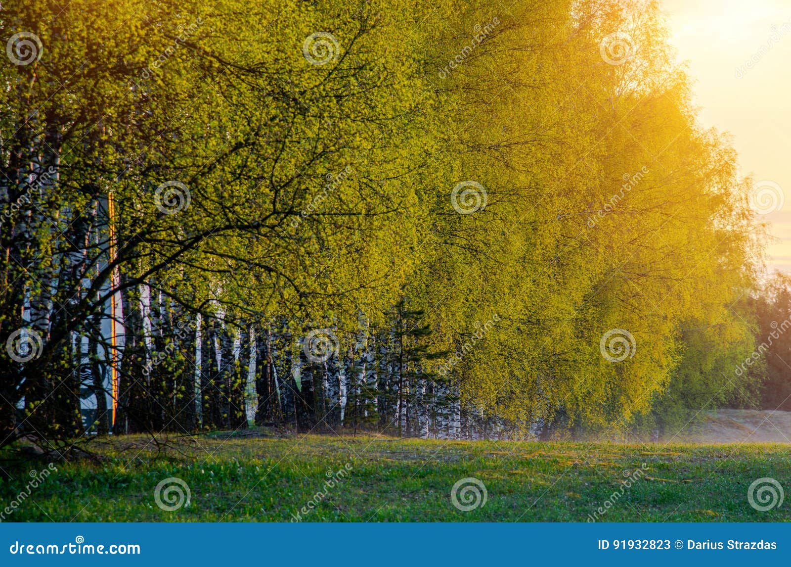 Spring Birch Trees at Sunrise Stock Image - Image of sunrise, green ...