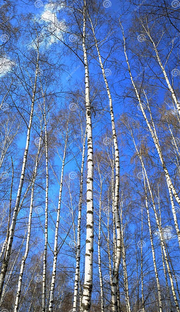 Spring Birch Trees at Thicket Background Stock Photo - Image of tourism ...