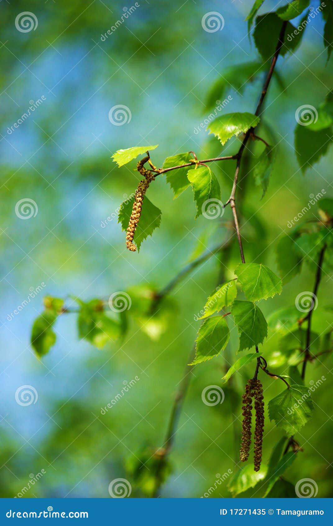 Spring birch twig stock image. Image of outdoors, beauty - 17271435