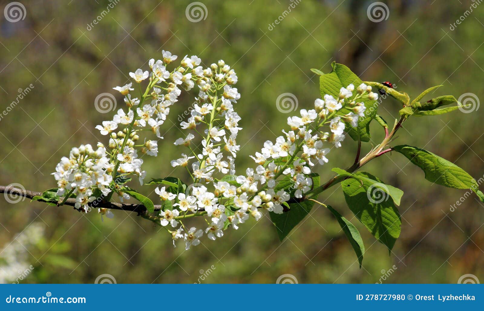 In Spring, Bird-cherry Tree (Prunus Padus) Blooms in Nature Stock Photo ...