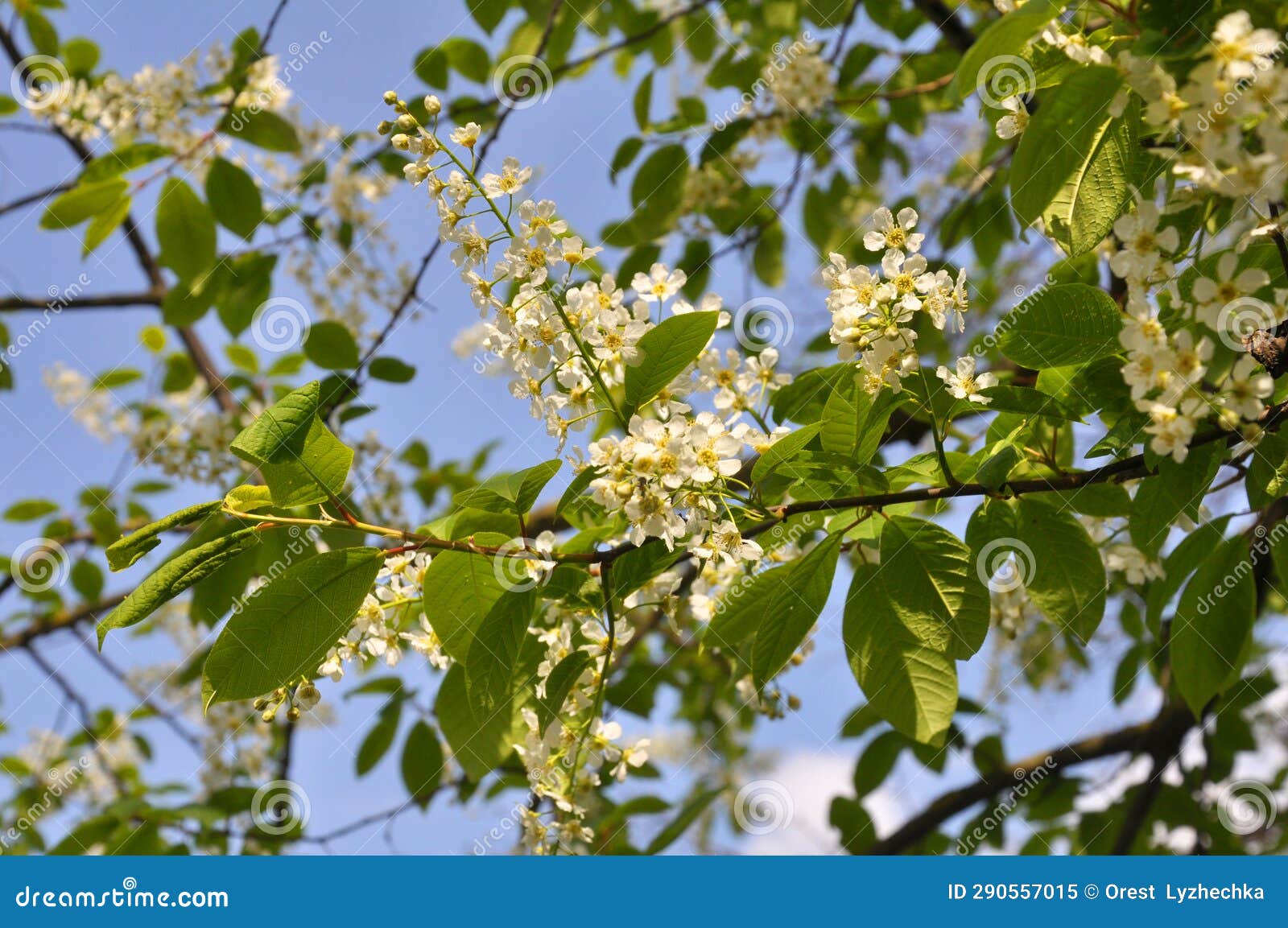 In Spring, Bird-cherry Tree (Prunus Padus) Blooms in Nature Stock Image ...