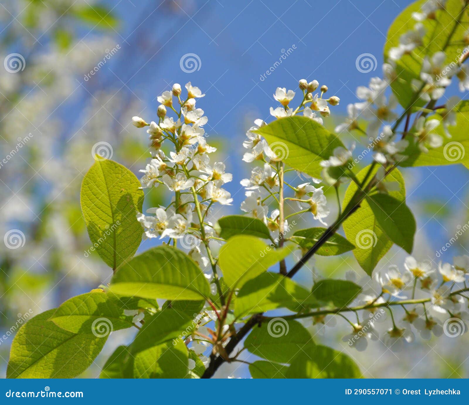 In Spring, Bird-cherry Tree (Prunus Padus) Blooms in Nature Stock Image ...