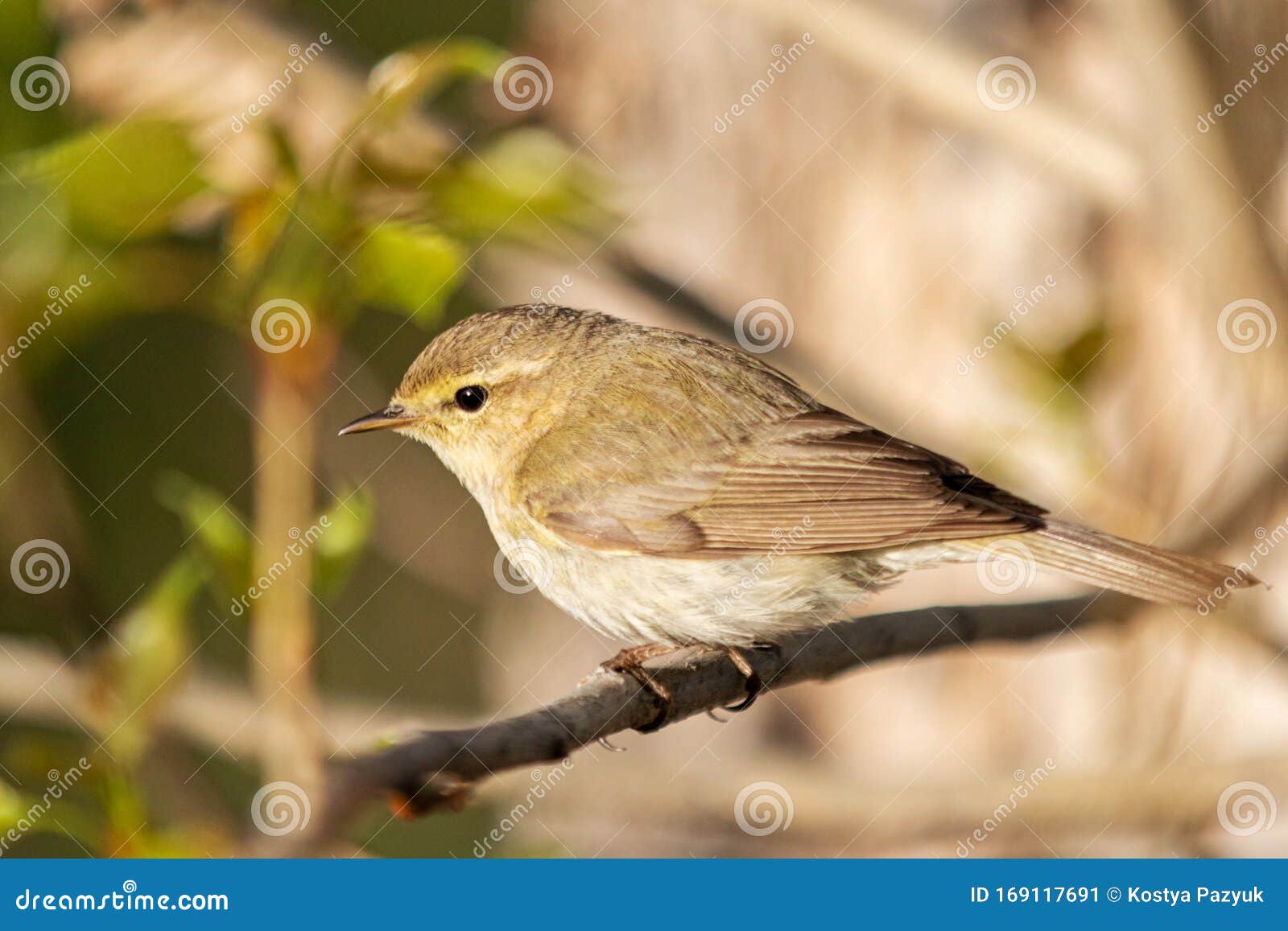 Spring Bird Sits among Green Leaves Stock Image - Image of bird, bush ...