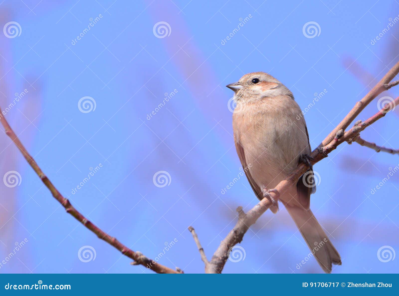 Spring birds stock image. Image of longitudinal, natural - 91706717