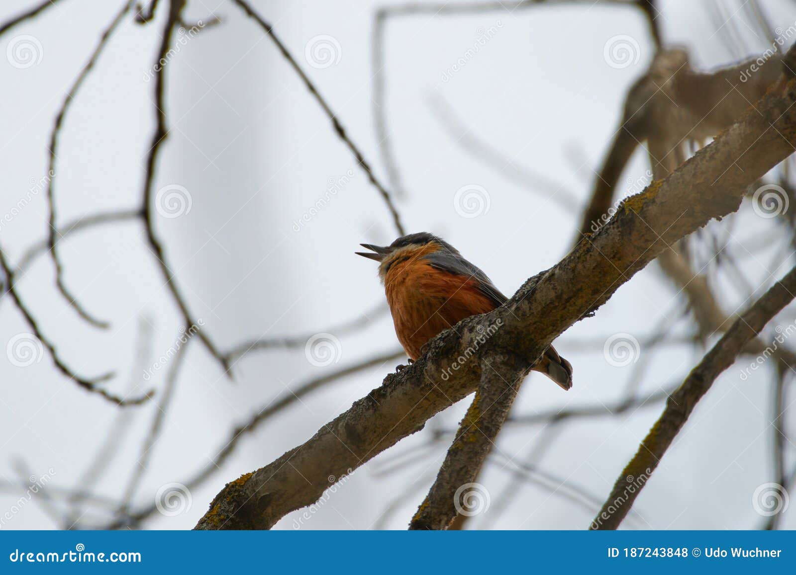 Spring Birds Singing a Song for Us Stock Photo - Image of birds ...
