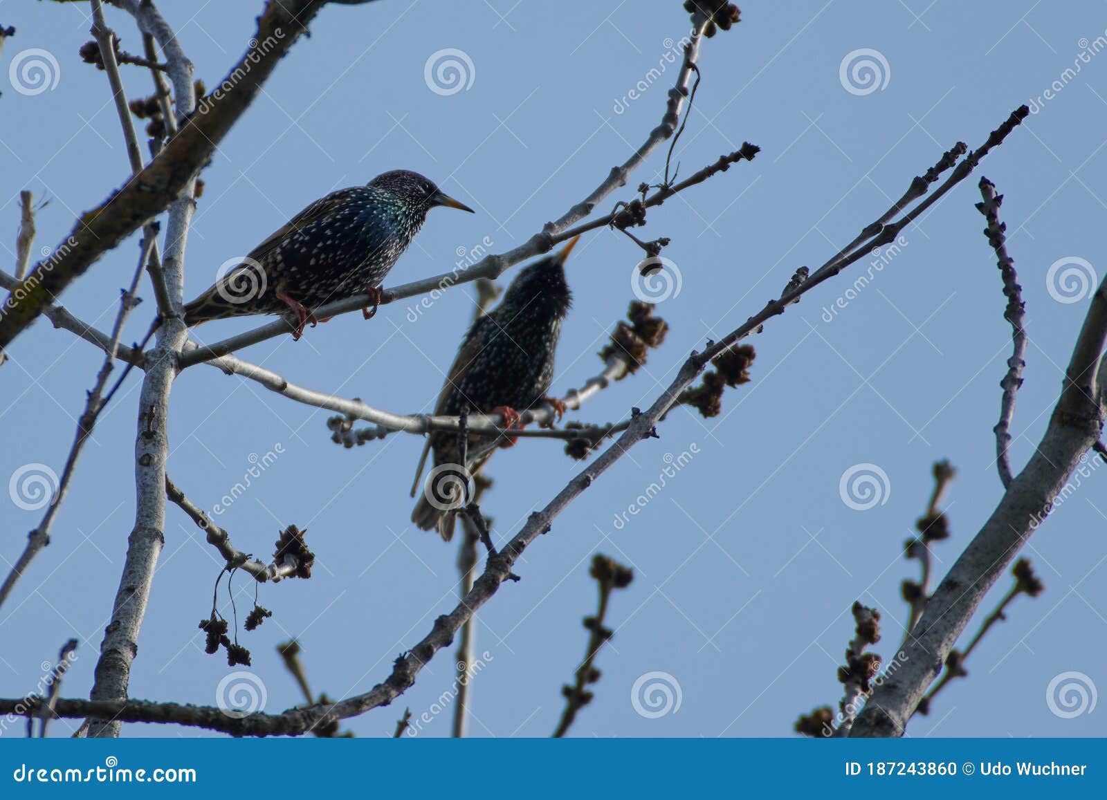 Spring Birds Singing a Song for Us Stock Photo - Image of vogel ...