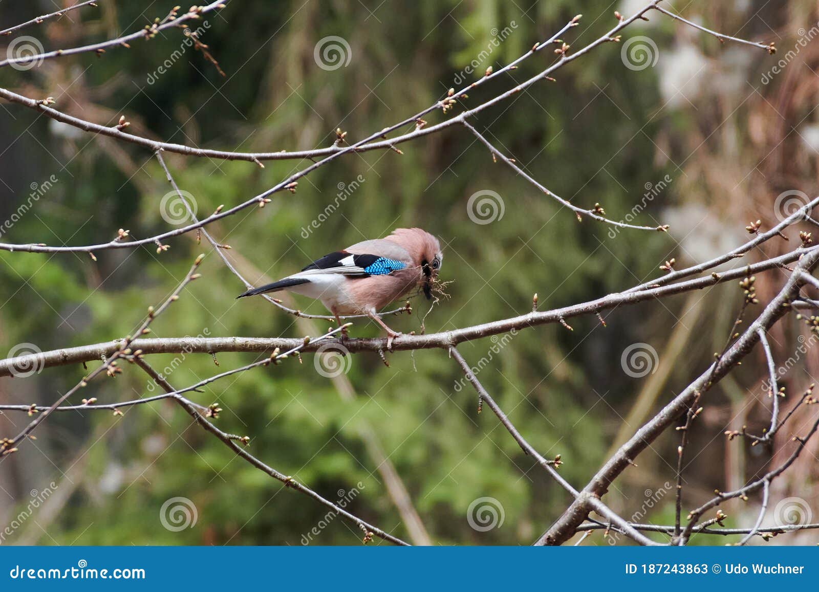 Spring Birds Singing a Song for Us Stock Image - Image of birds, vögel ...