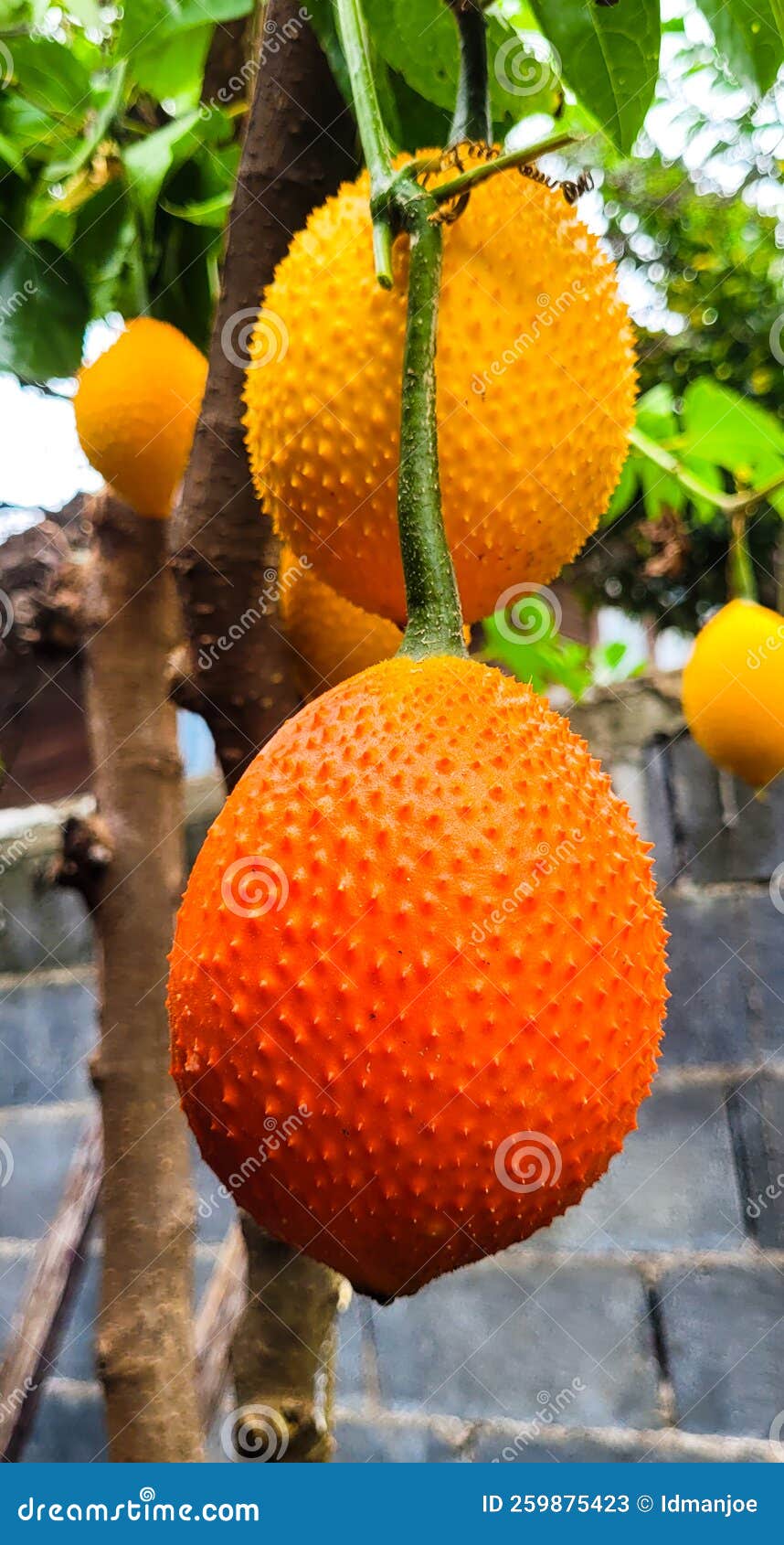 Spring bitter cucumber stock image. Image of bitter - 259875423