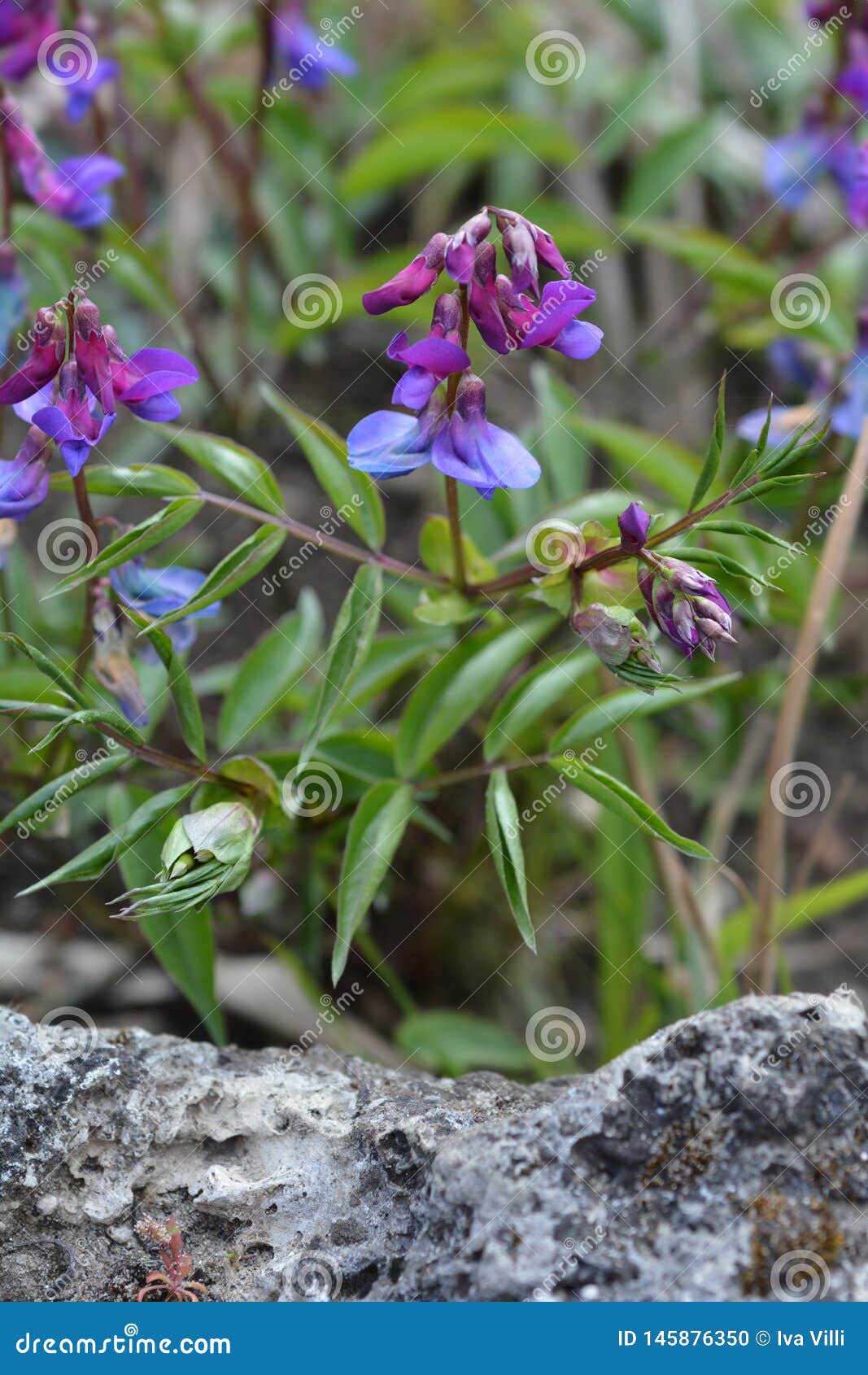 Spring bitter vetch stock photo. Image of purple, plant - 145876350
