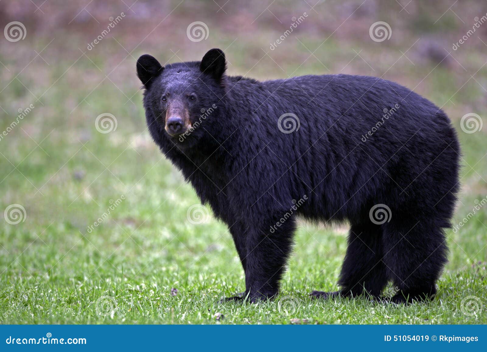 Spring Black Bear stock image. Image of spring, american - 51054019