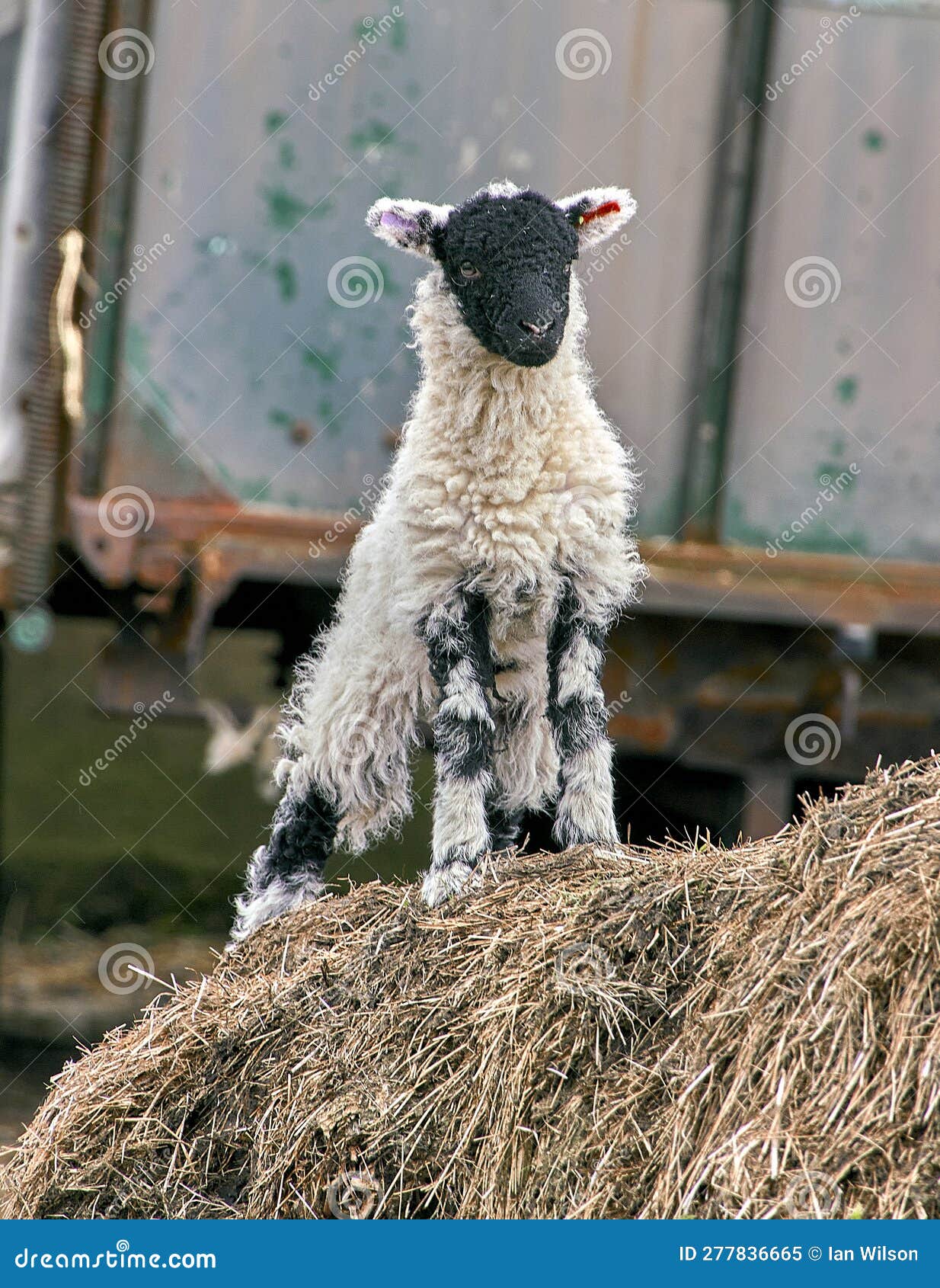 Spring Black Faced Lamb Standing Upright in a Farmyard Stock Image ...