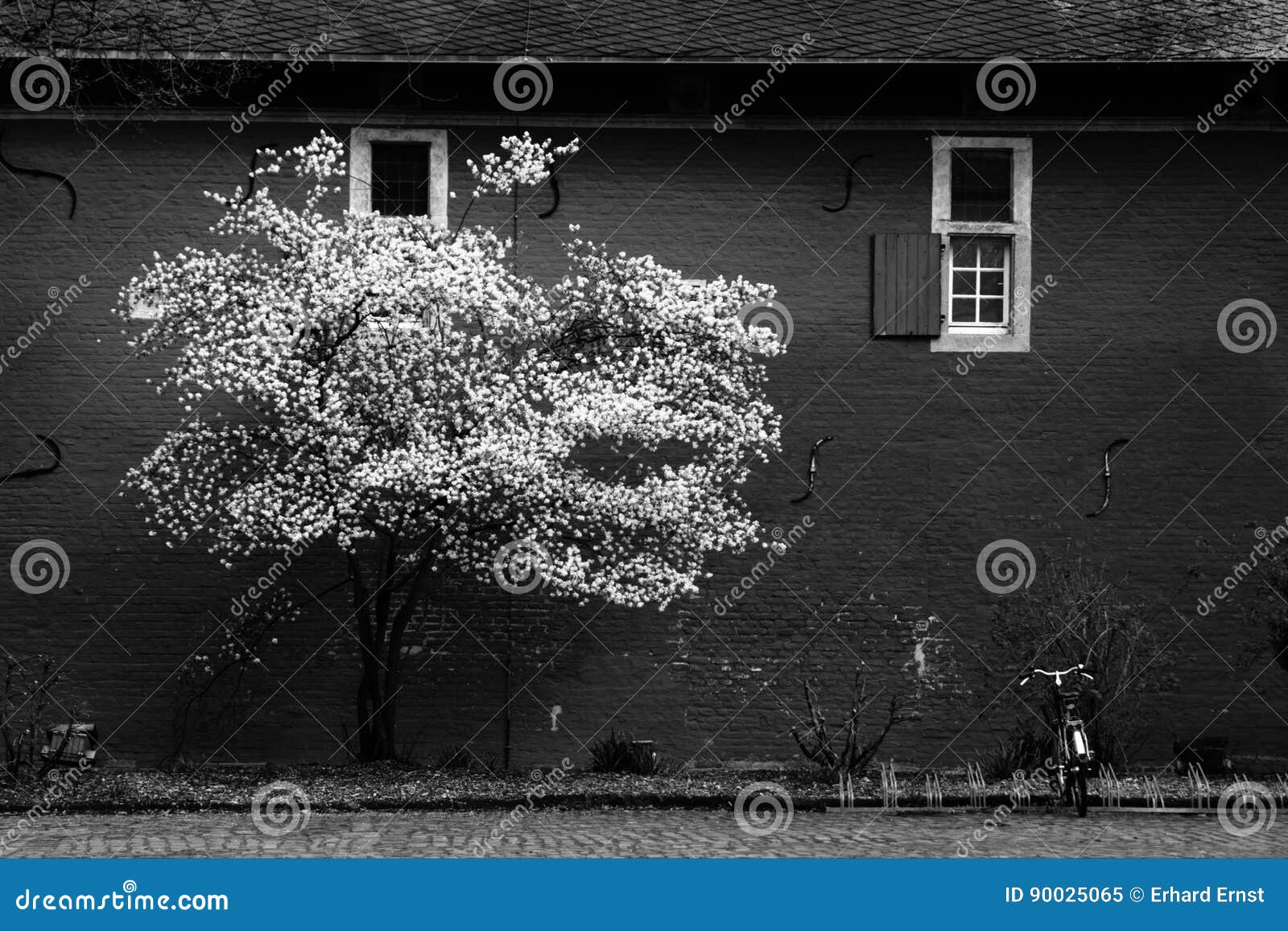 Spring in black and white stock image. Image of wall - 90025065