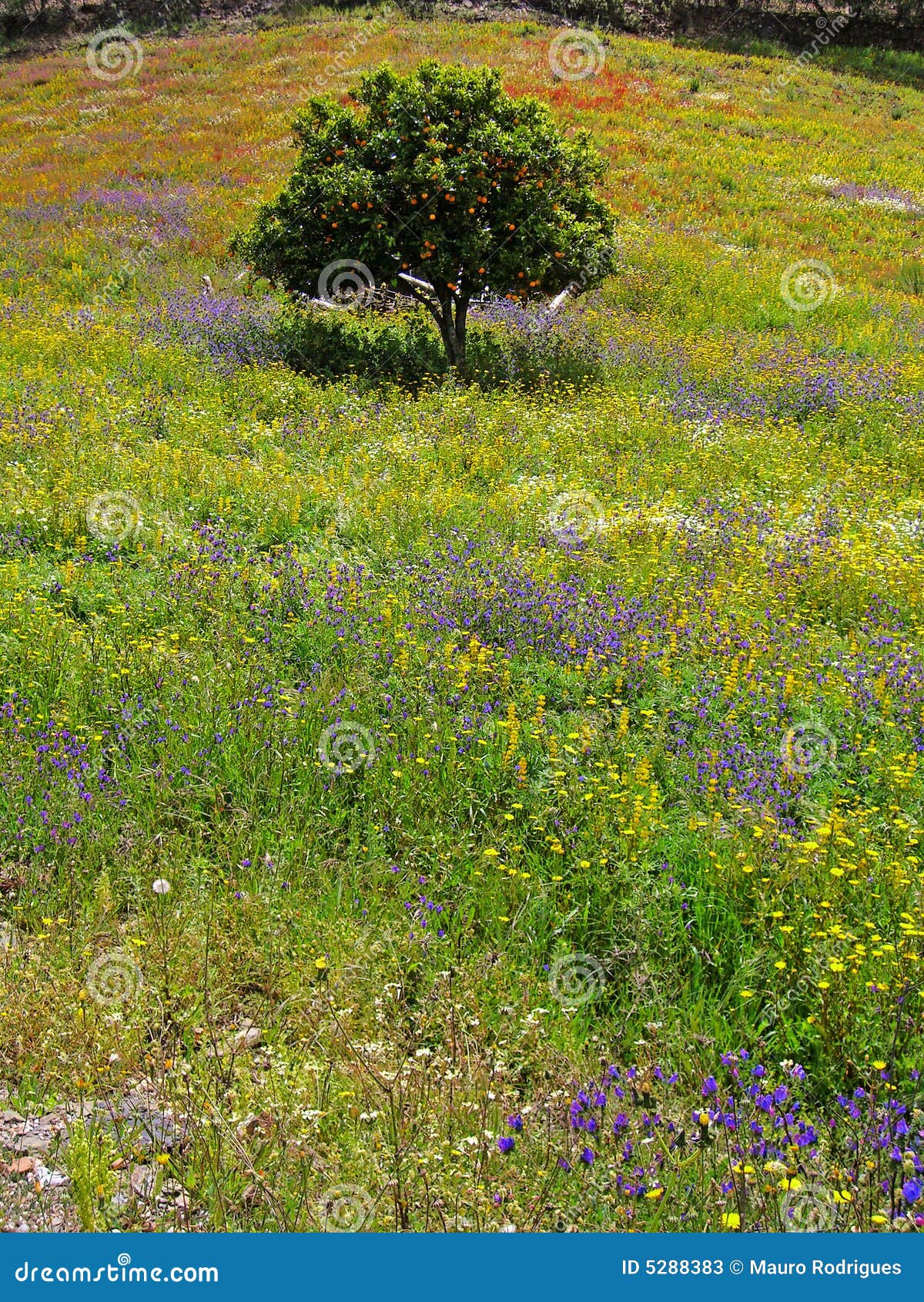 Spring bliss stock image. Image of plant, diverse, blossom - 5288383