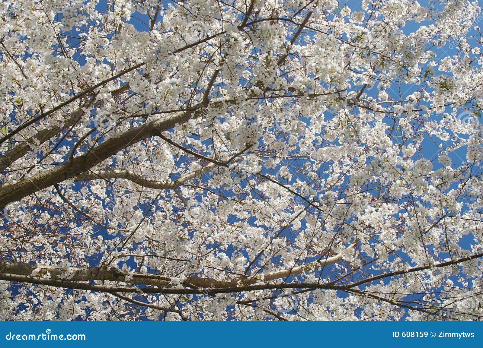 Spring in bloom stock image. Image of blooming, rejuvenate - 608159