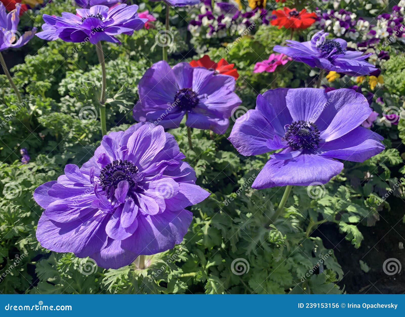 Spring Bloom of Blue Anemones Anemone Coronaria Stock Photo - Image of ...