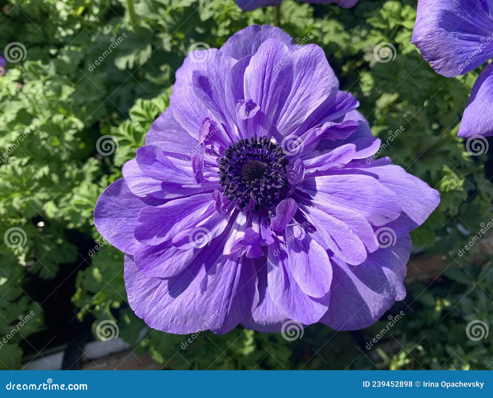Spring Bloom of Blue Anemones Anemone Coronaria Stock Photo - Image of ...