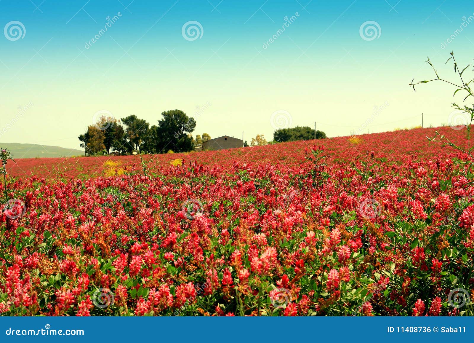 Spring Bloom, Colorful Prairie Landscape. Sicily Stock Photo - Image of ...