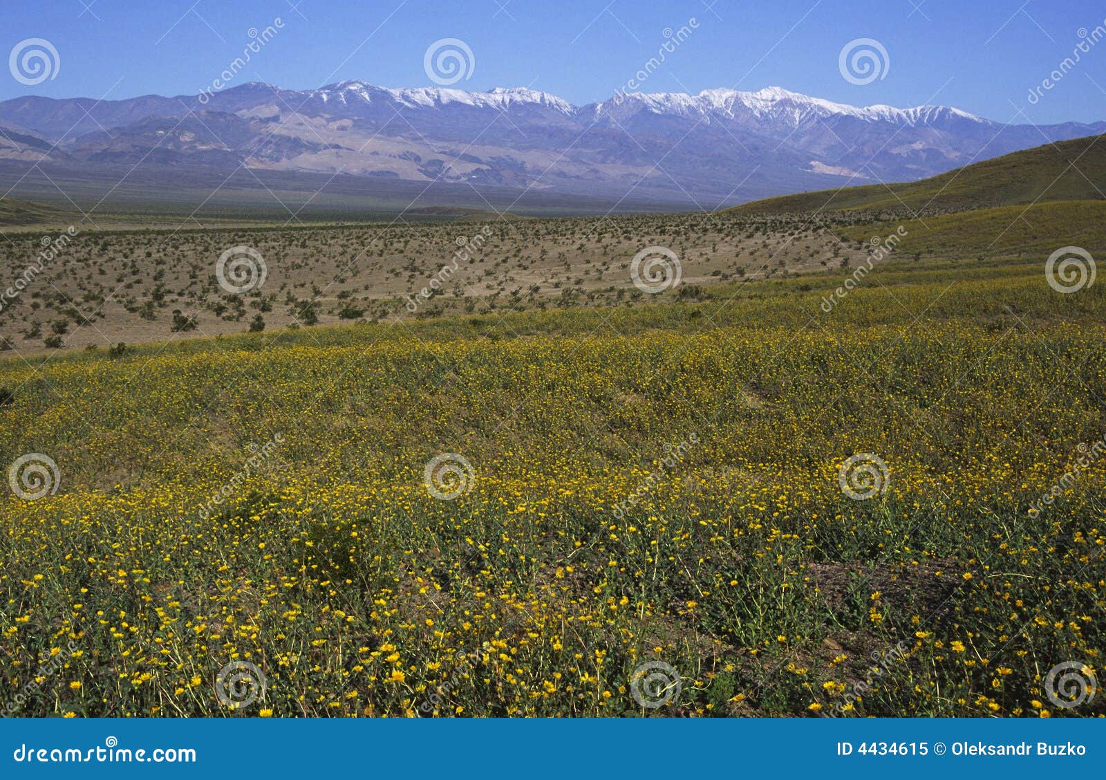 Spring Bloom in Death Valley Stock Image - Image of death, valley: 4434615