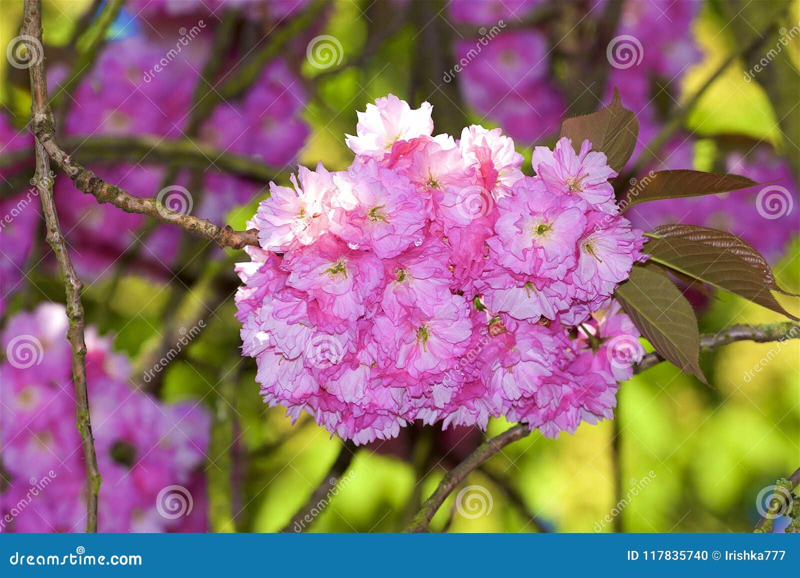 Spring bloom in England stock photo. Image of spring - 117835740