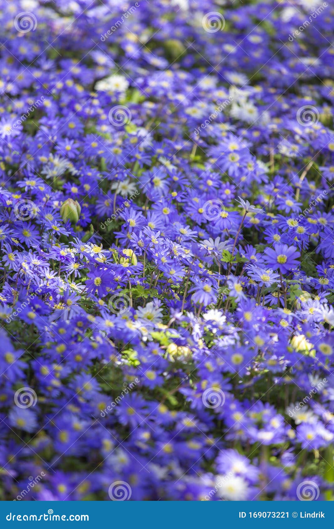 Blooming Fields of Blue Daisies Stock Image - Image of daisy, beauty ...