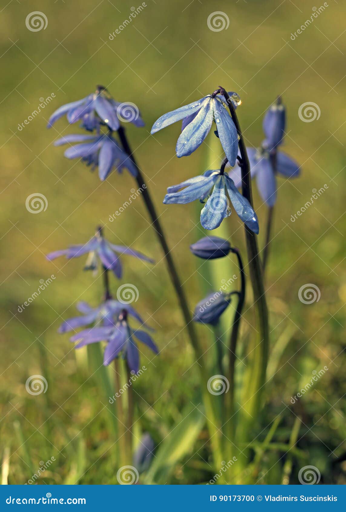 Spring, bloom stock photo. Image of latvia, petal, spring - 90173700