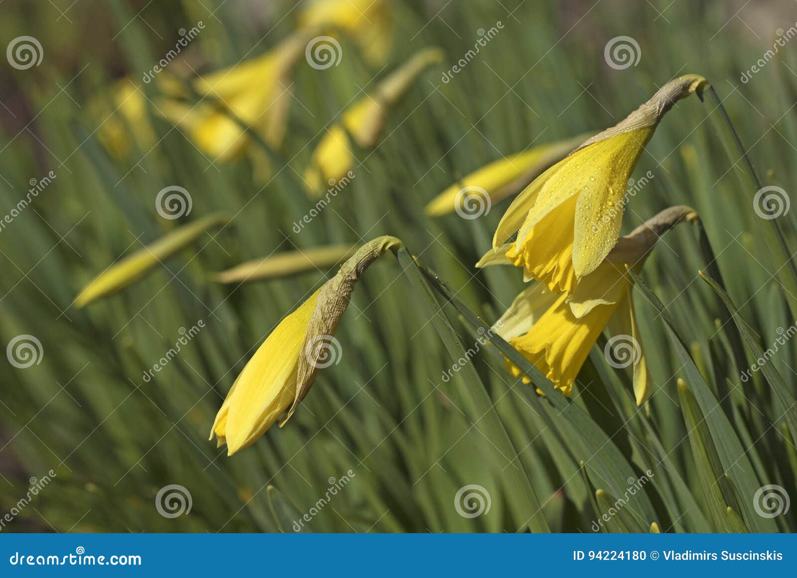 Spring, bloom stock photo. Image of europe, bloom, nature - 94224180