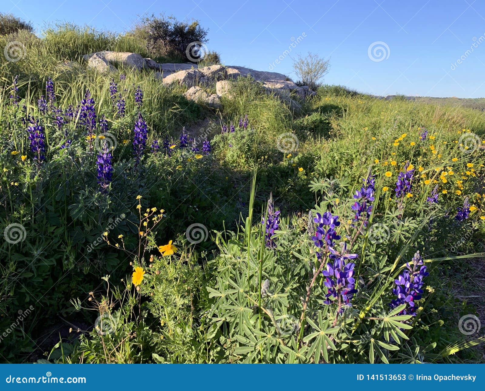 Spring Bloom in the Hills of Judea Stock Image - Image of green, plant ...