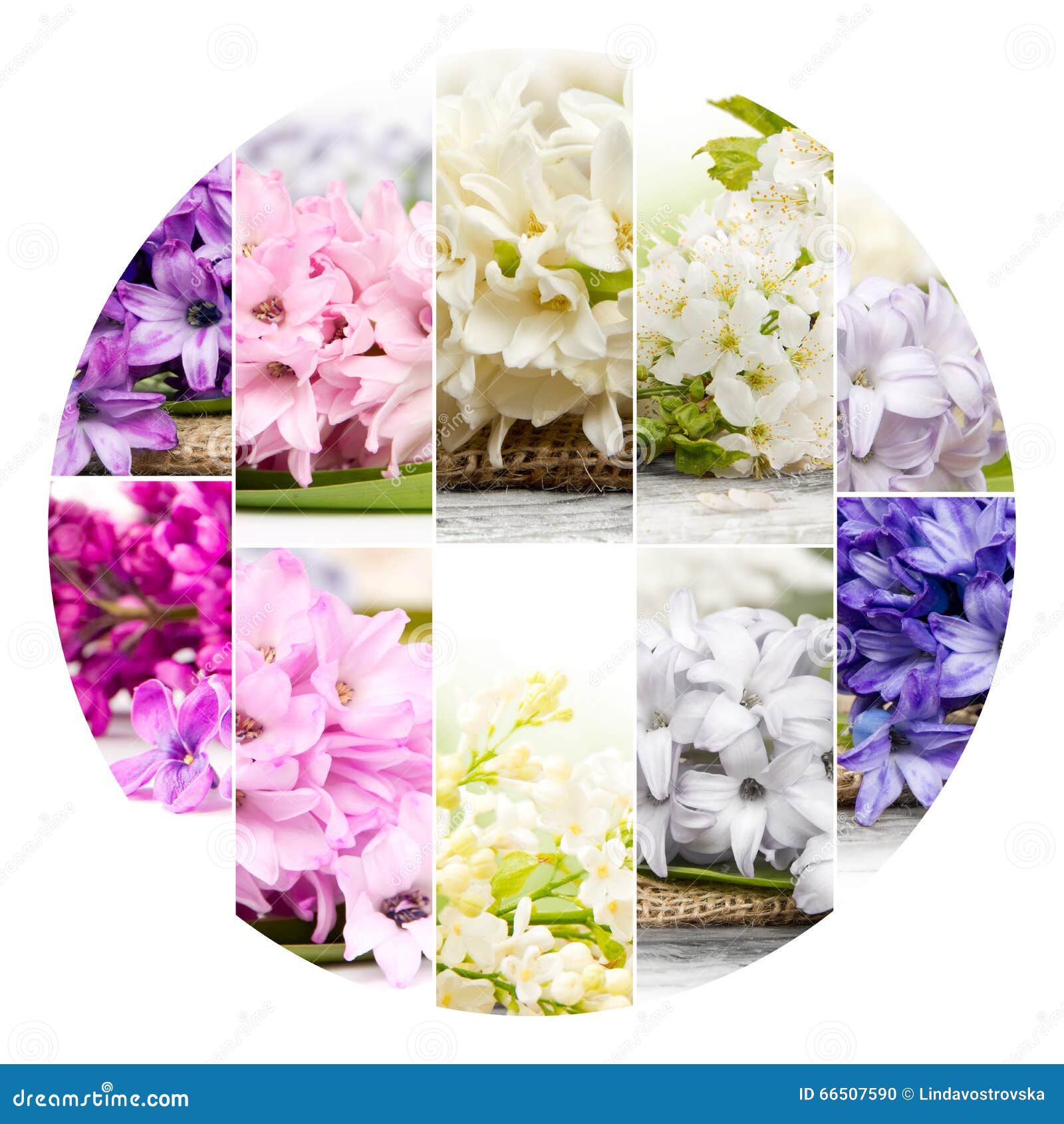 Spring Bloom Mix stock photo. Image of isolated, healthy - 66507590