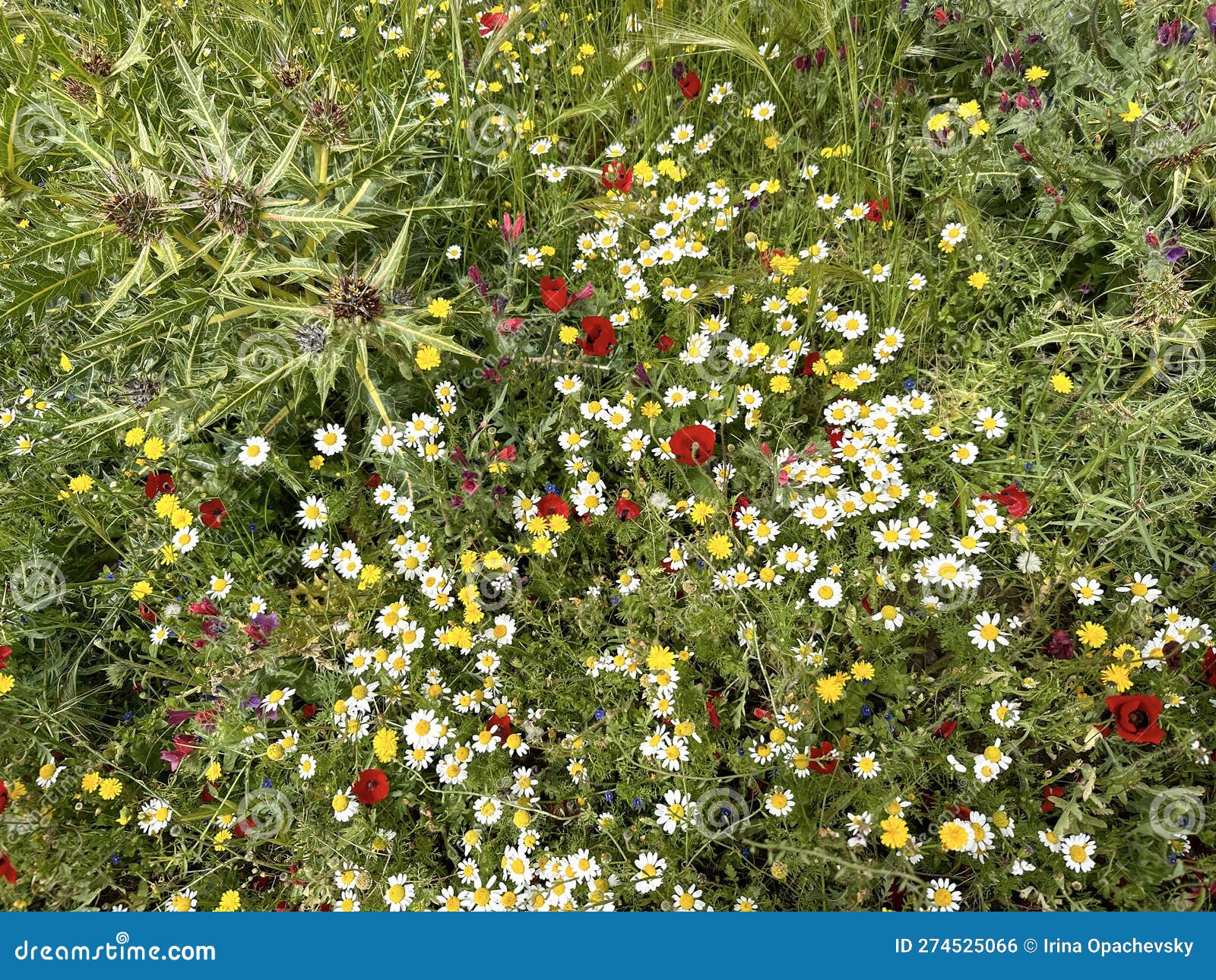 Spring Bloom in the Negev Desert Stock Photo - Image of flower, green ...