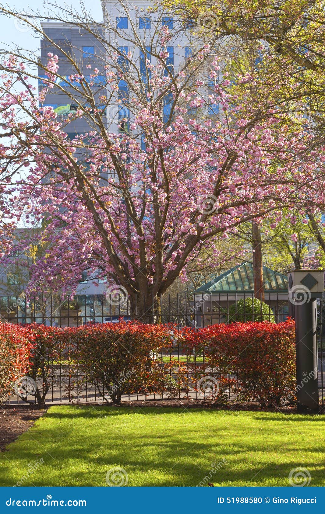 Spring Bloom in Portland Oregon. Stock Photo - Image of green, city ...