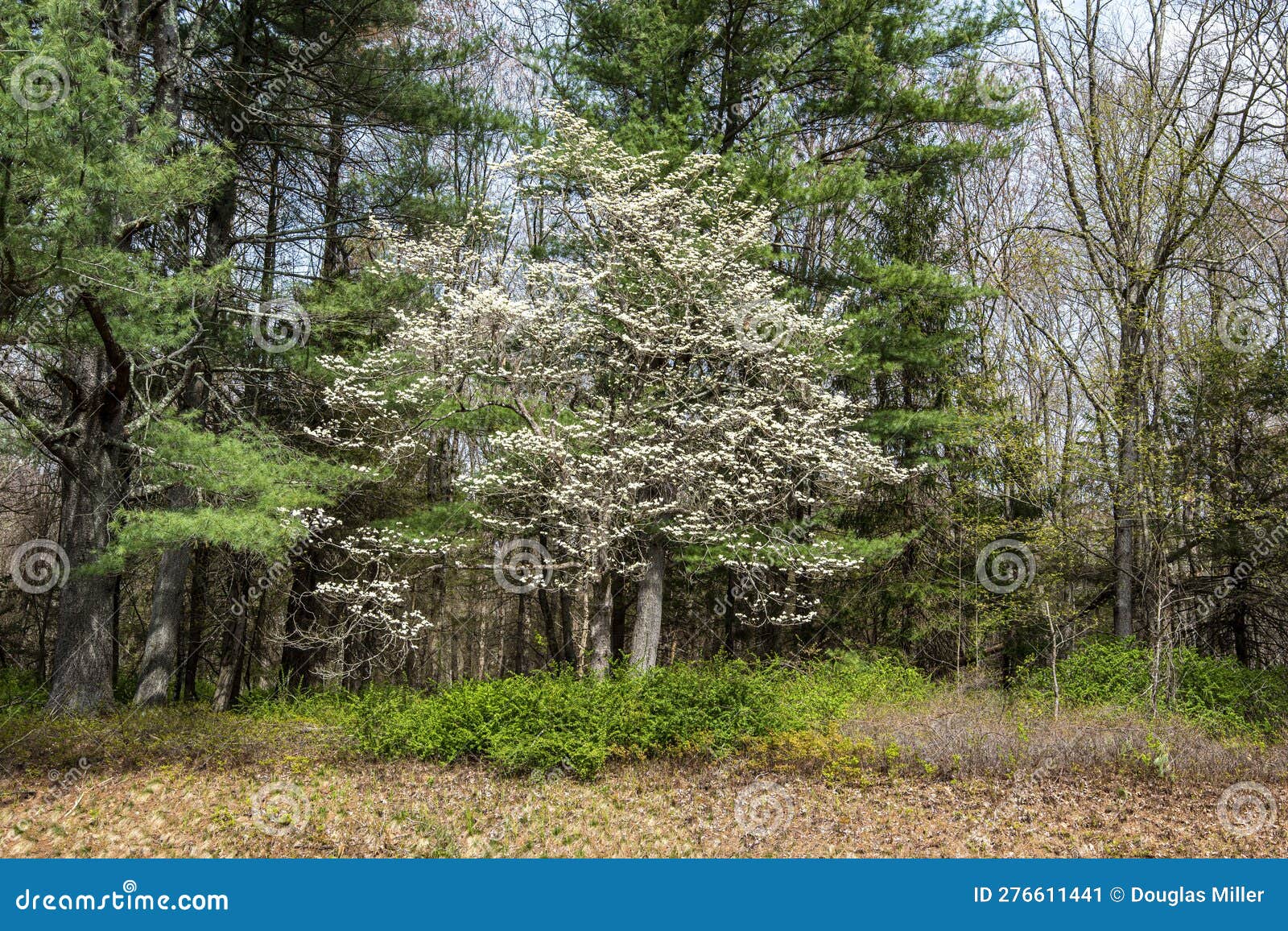 Thearrival of Spring at Quabbin Reservoir Stock Image - Image of ...