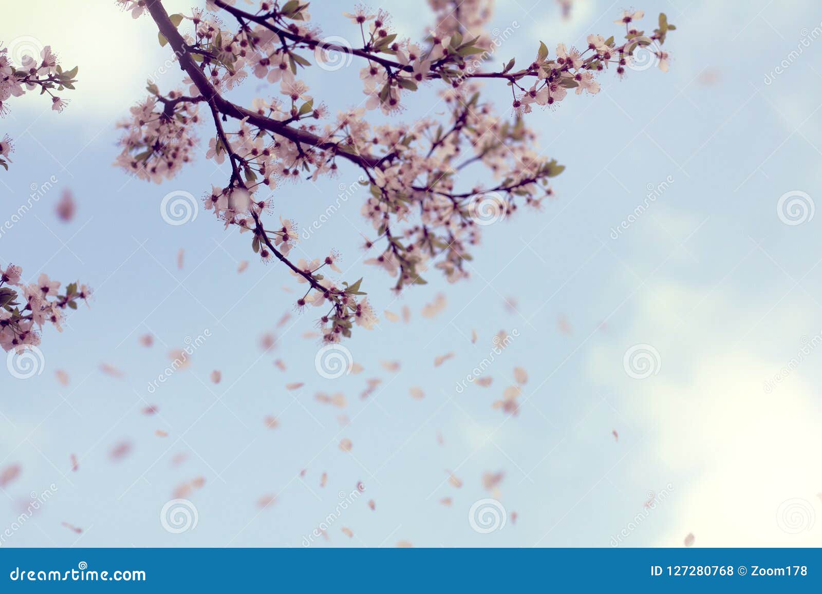 Spring bloom stock photo. Image of garden, branch, beauty - 127280768