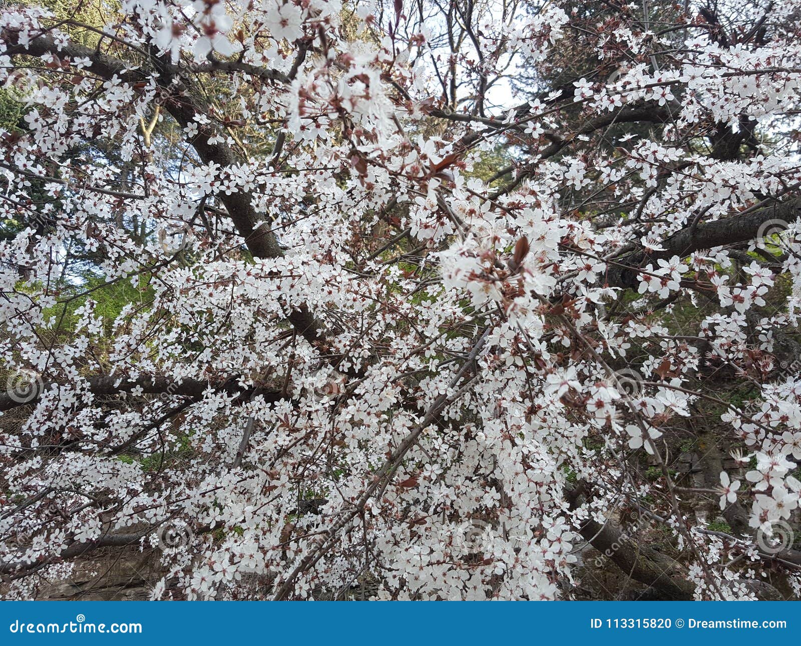 Spring bloom stock photo. Image of spring, park, tbilisi - 113315820