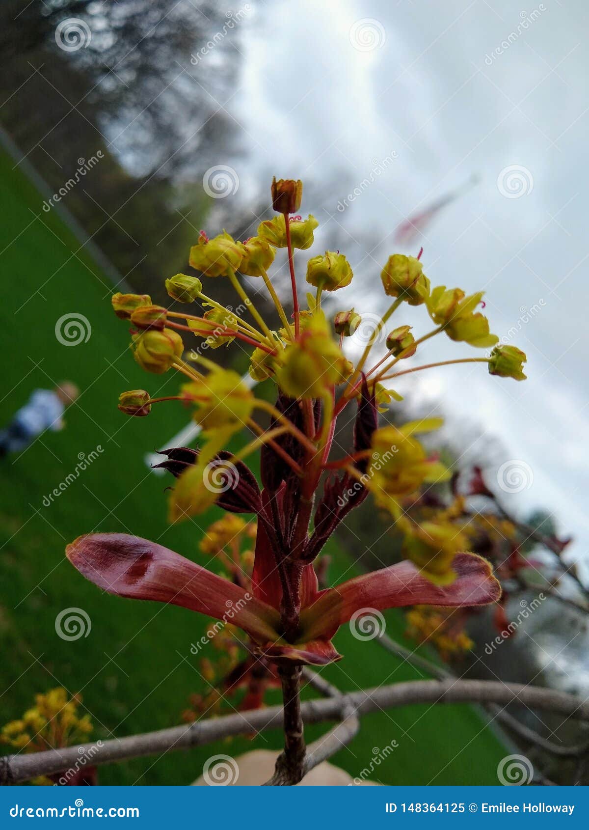 Spring is in bloom stock image. Image of spring, yellow - 148364125