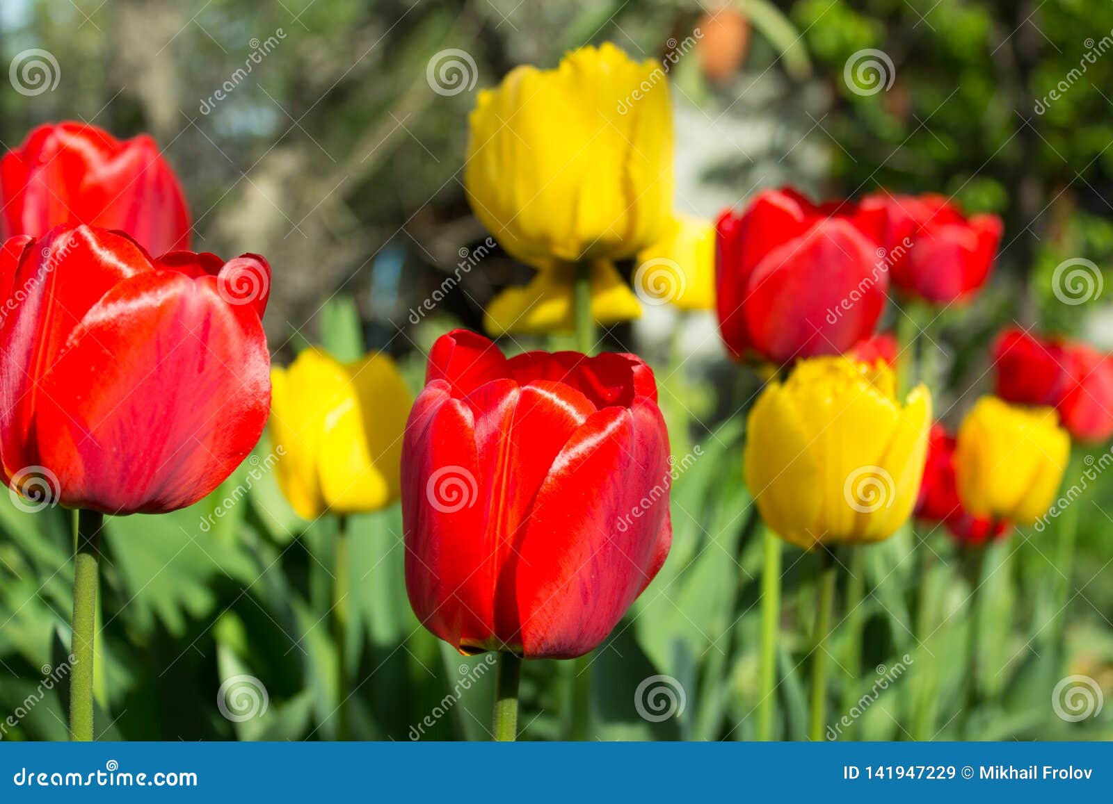 Spring Bloom of Tulips. Red and Yellow Tulips. Stock Image - Image of ...