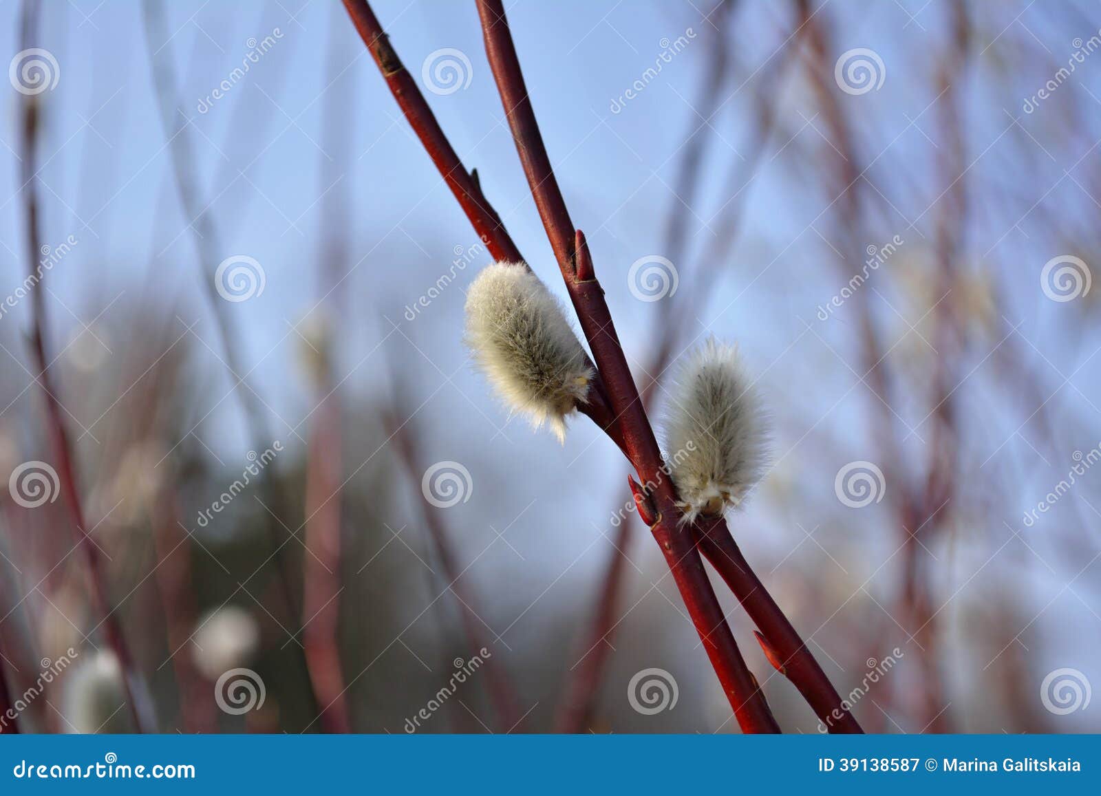 Spring bloom willow stock image. Image of spring, fluffy - 39138587