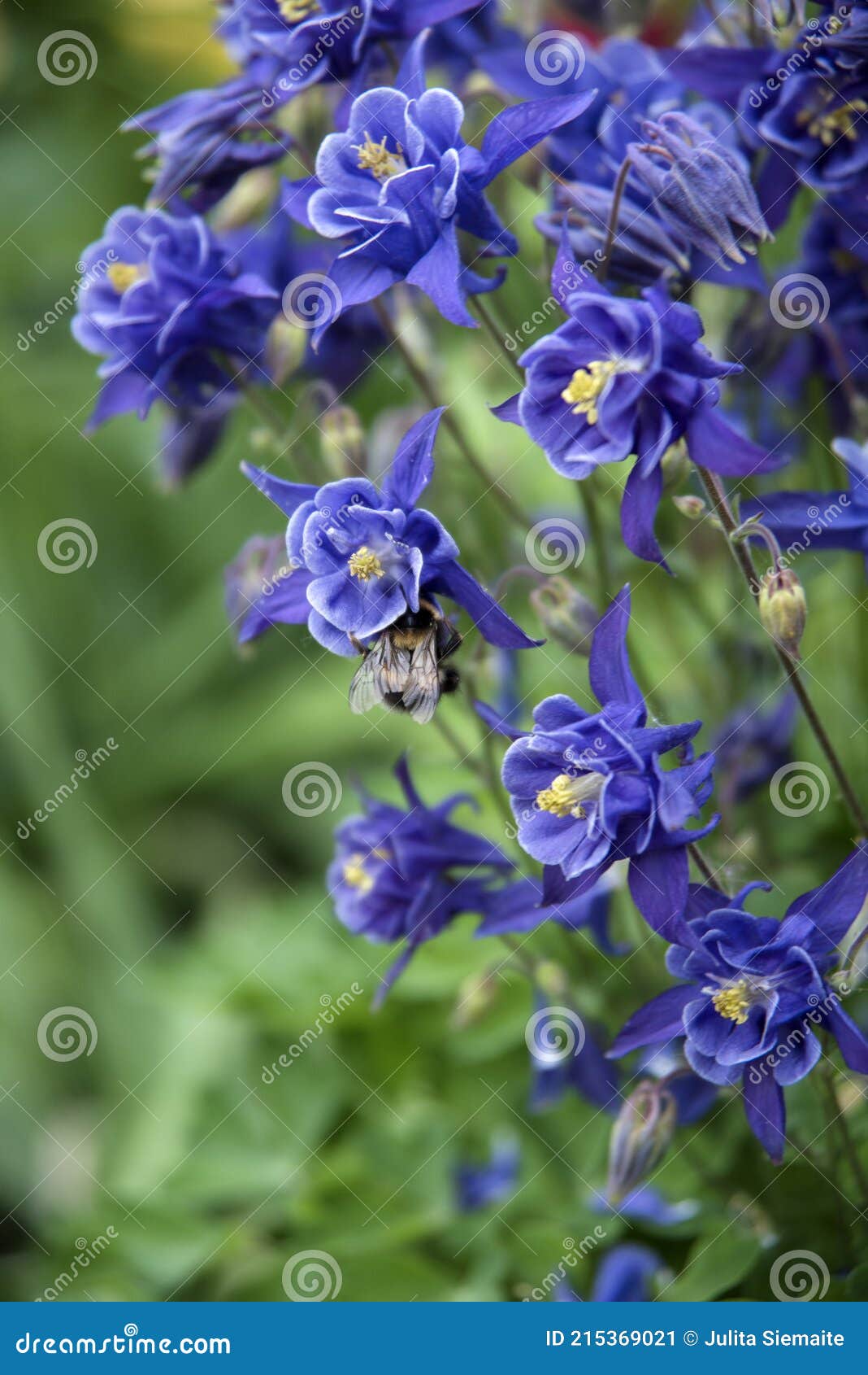 In the Spring Bloomed Blue Flowers that Attract Bees Stock Image ...